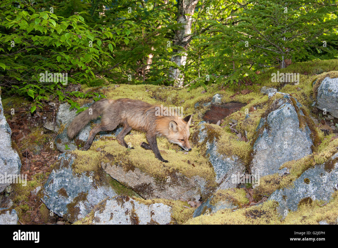Temperate Rainforest Fox