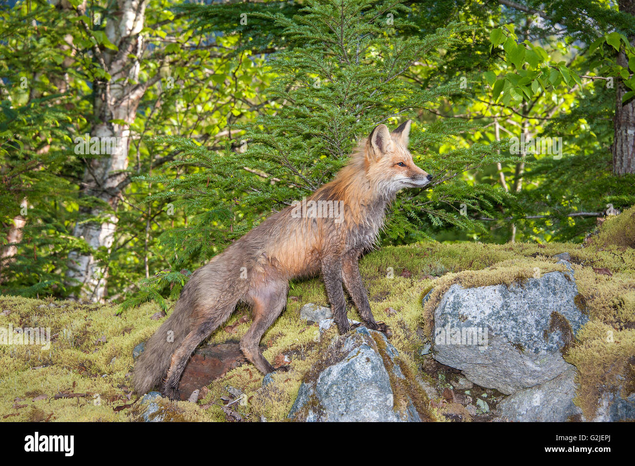 Red fox (Vulpes vulpes), temperate rainforest, coastal British Columbia ...