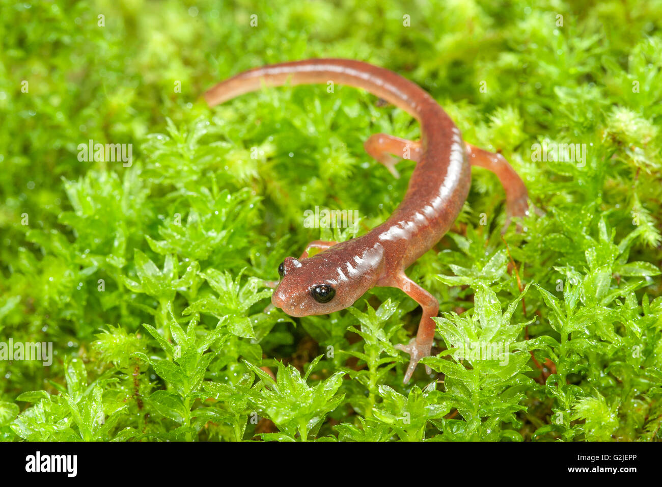 Ensatina (Red Salamander) (Ensatina eschscholtzii), temperate ...