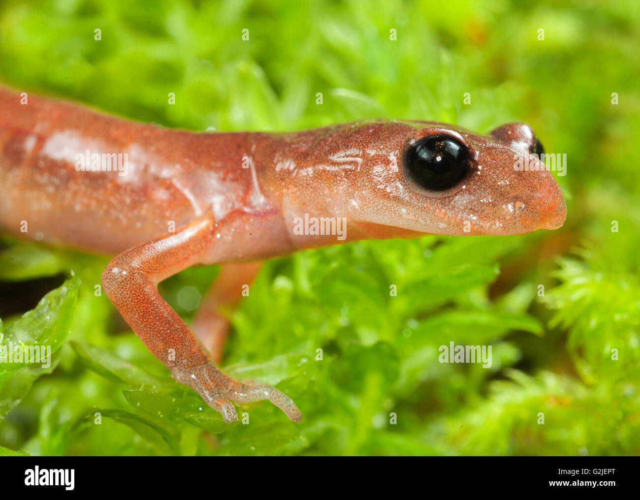 Ensatina (Red Salamander) (Ensatina eschscholtzii), temperate ...
