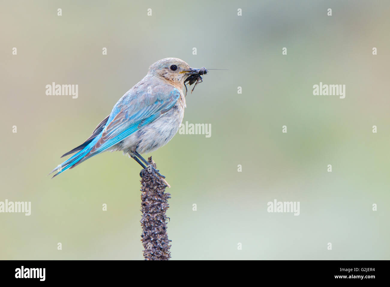 Mountain Bluebird Female