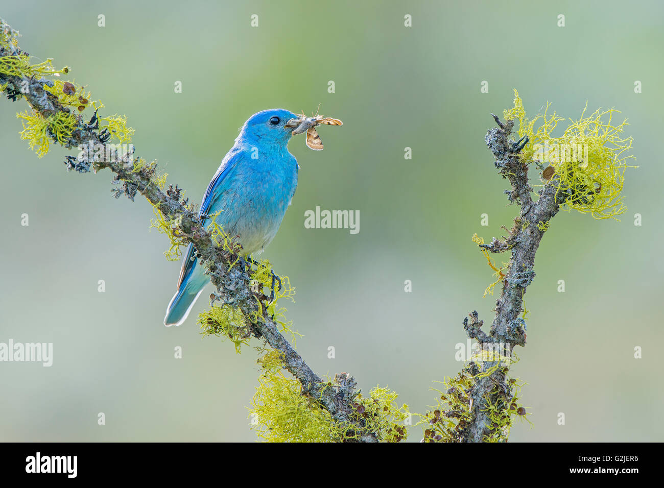 Male mountain bluebird (Sialia currucoides) delivering food its ...
