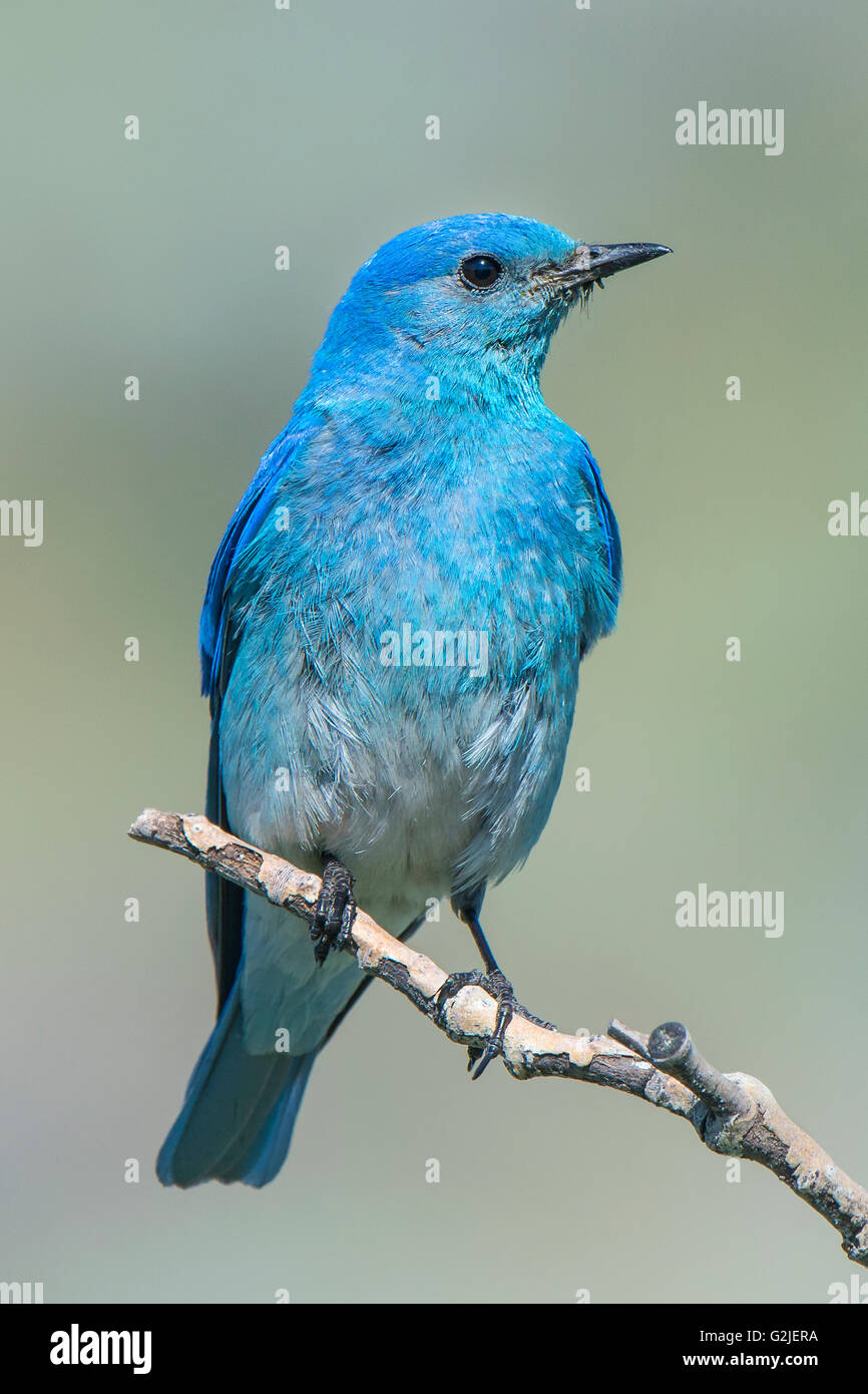 Male mountain bluebird hi-res stock photography and images - Alamy