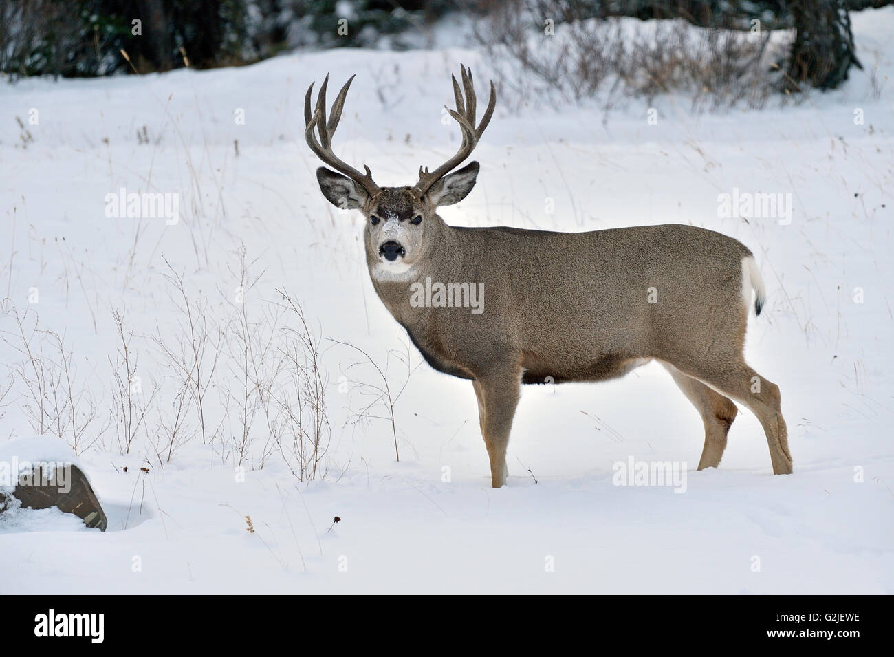 A mule deer buck Odocoileus hemionus; standing in the fresh snow in ...