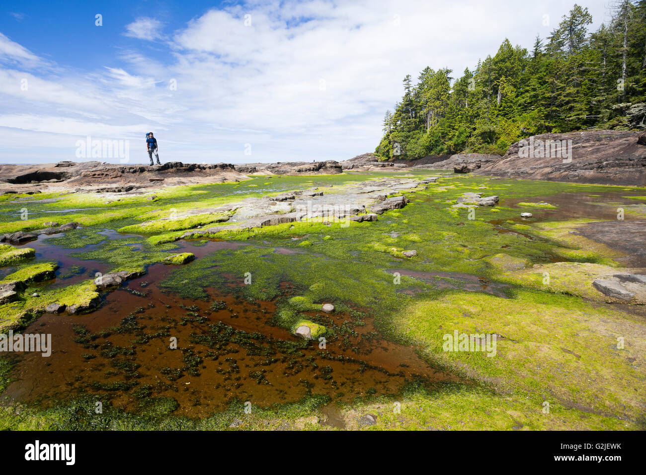 Intertidal zone hi-res stock photography and images - Alamy
