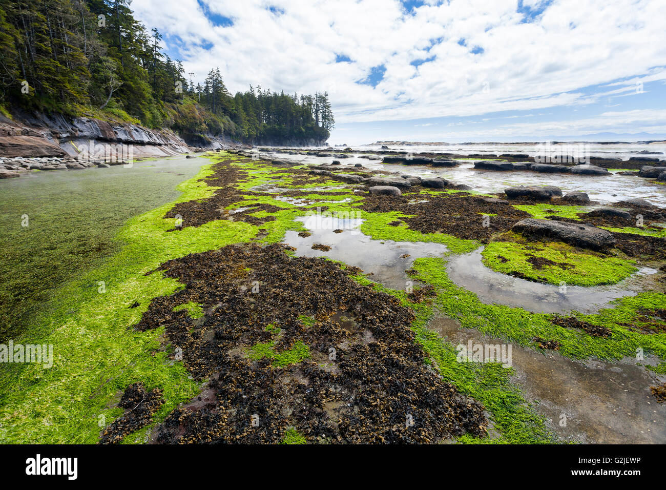 Green seaweed along a section intertidal zone on West Coast Trail ...