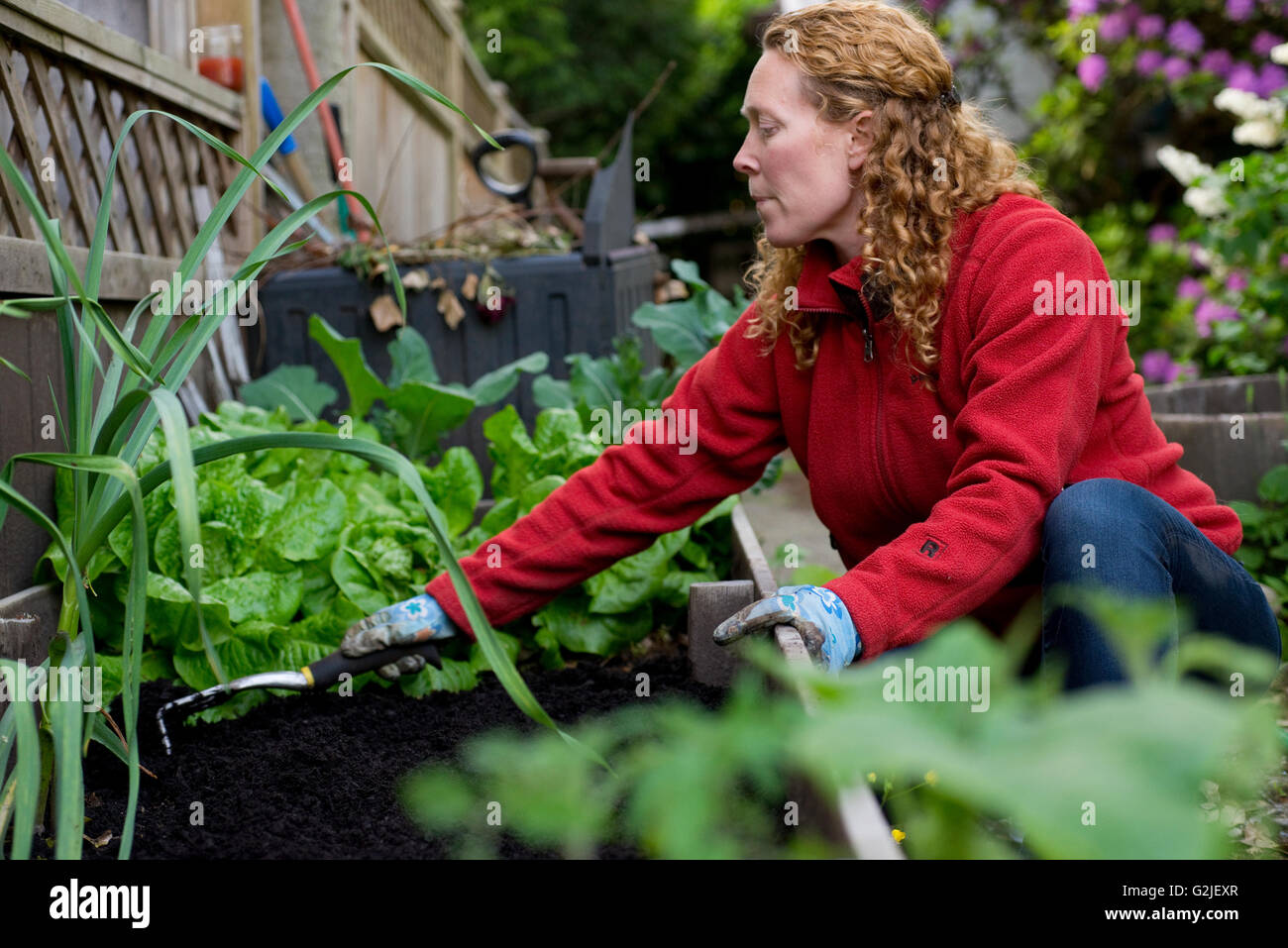 Woman plants vegetables in her home garden. Vancouver, British Columbia ...