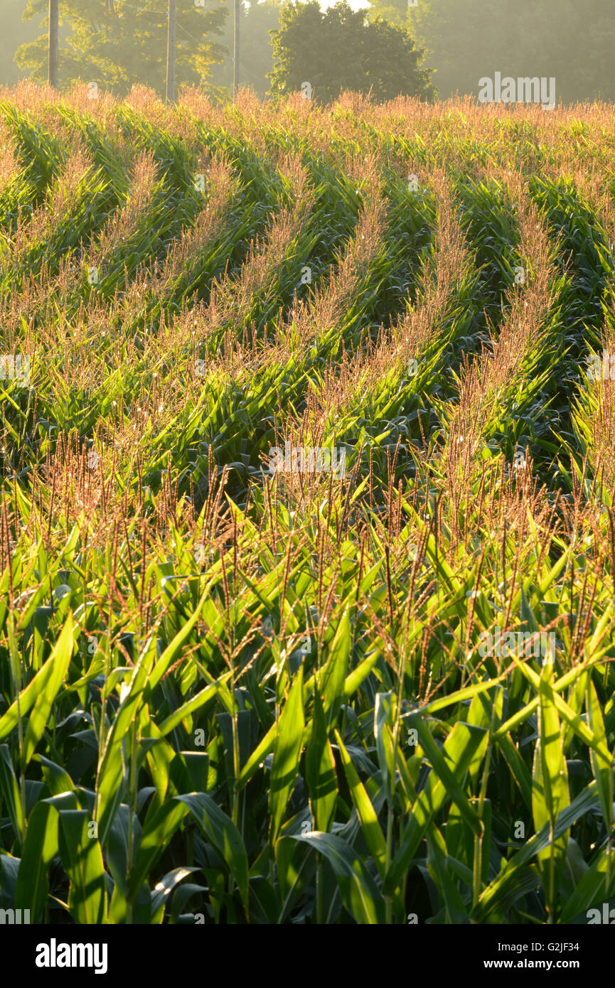 Corn field raked by low morning sun, nr Ariss, Ontario, Canada Stock ...