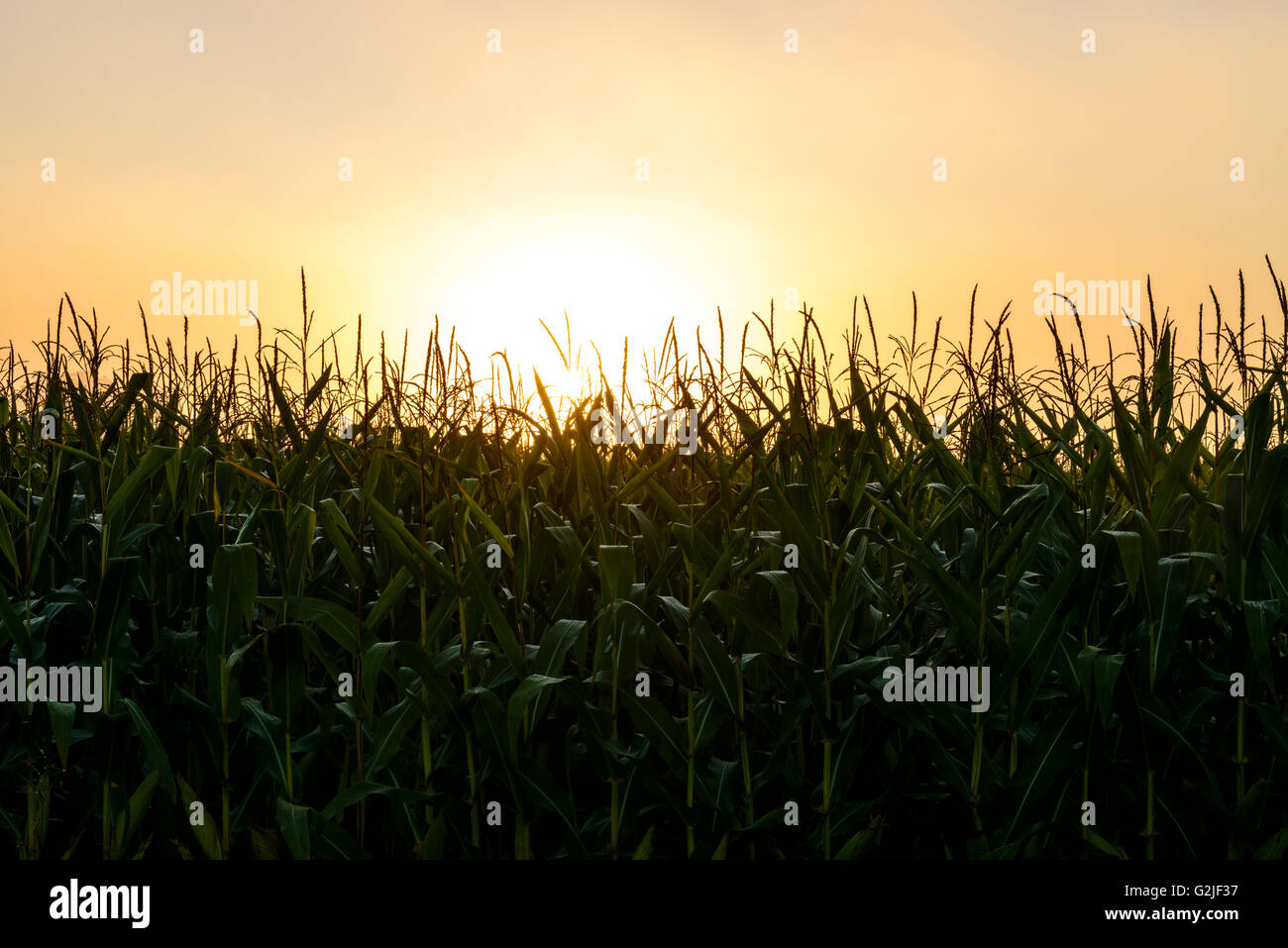 Sunrise over cornfield hi-res stock photography and images - Alamy