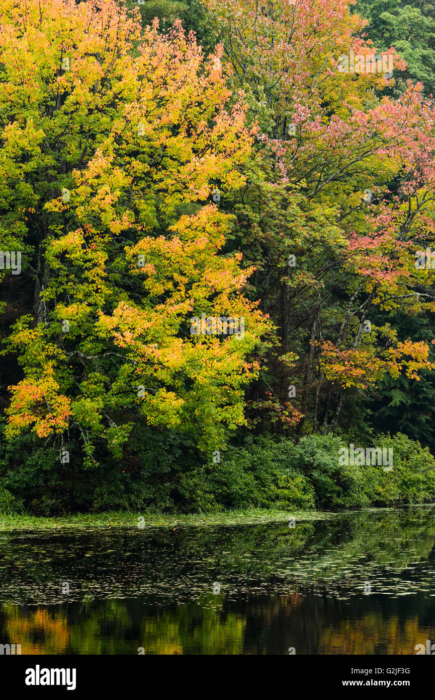 Subdued northern pond and deciduous forest, autumn. Muskoka, Ontario ...