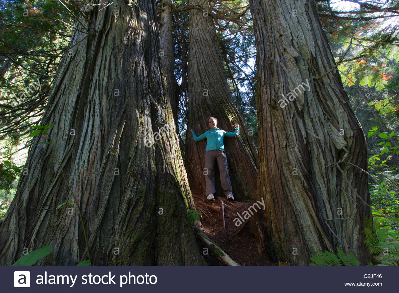 Western Red Cedar Stock Photos & Western Red Cedar Stock Images - Alamy