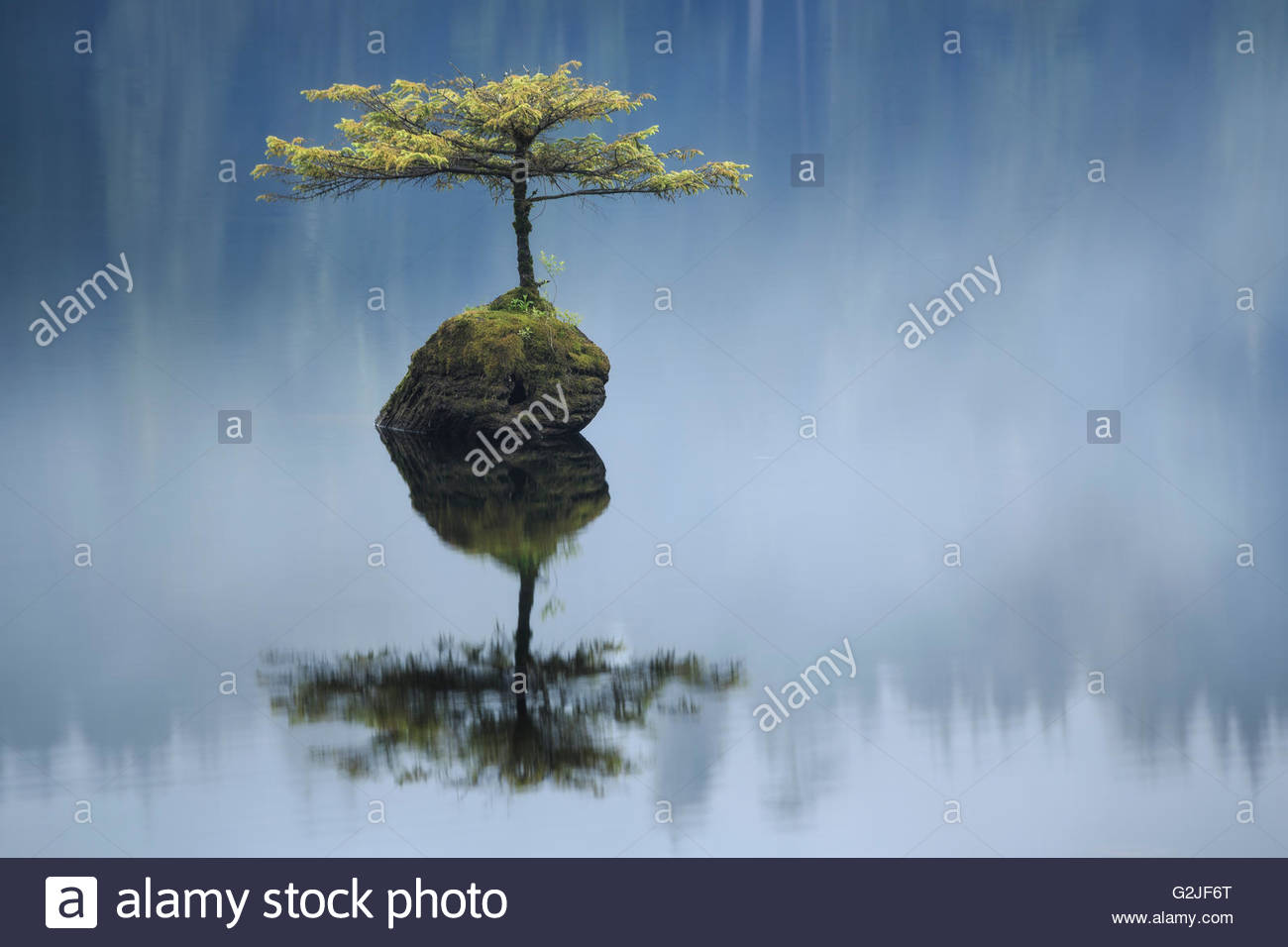 Tree Stump Lake Stock Photos & Tree Stump Lake Stock Images - Alamy
