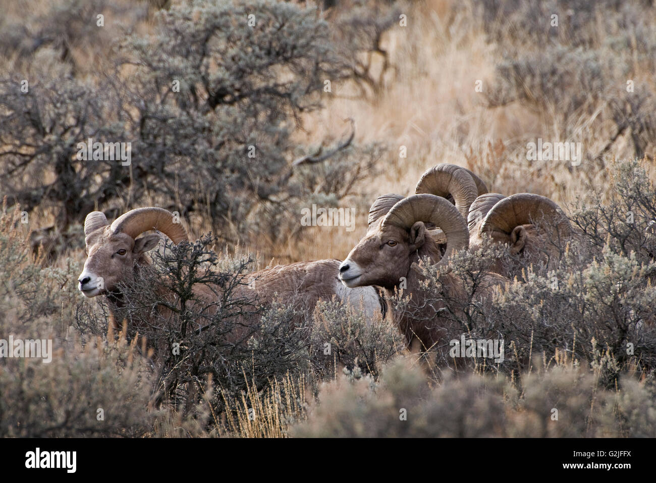 Group Of Rams High Resolution Stock Photography and Images - Alamy