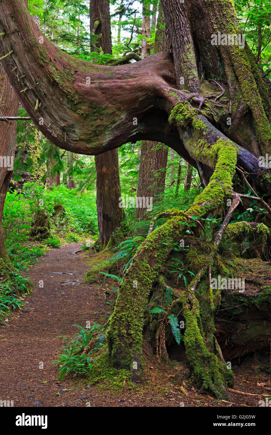 Root formation hi-res stock photography and images - Alamy