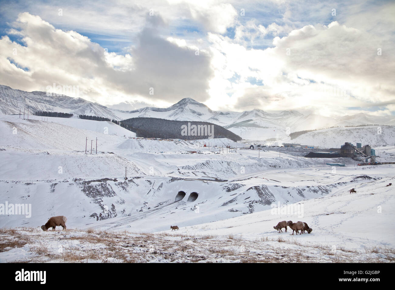 Bighorn Sheep, ovis canadensis, Beside a mining operation in rural ...