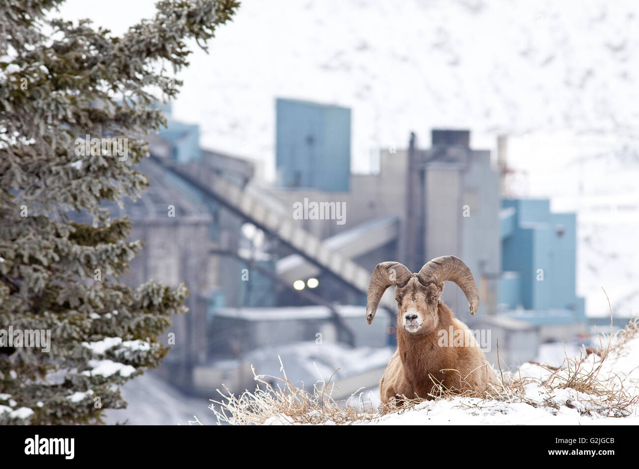 Bighorn Sheep, ovis canadensis, Beside a mining operation in rural ...