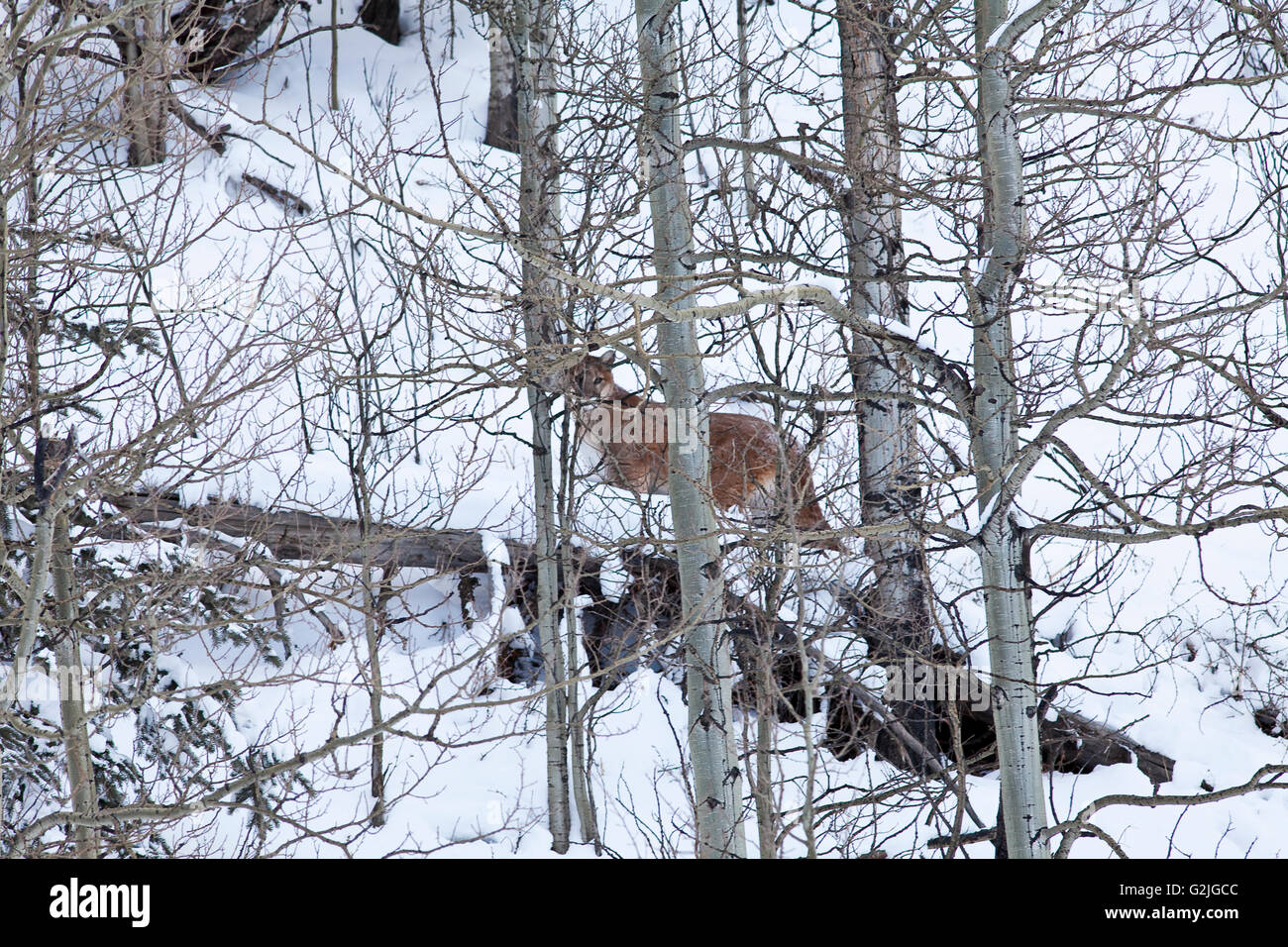 Cougar peering through trees in rural Alberta, Canada Stock Photo - Alamy