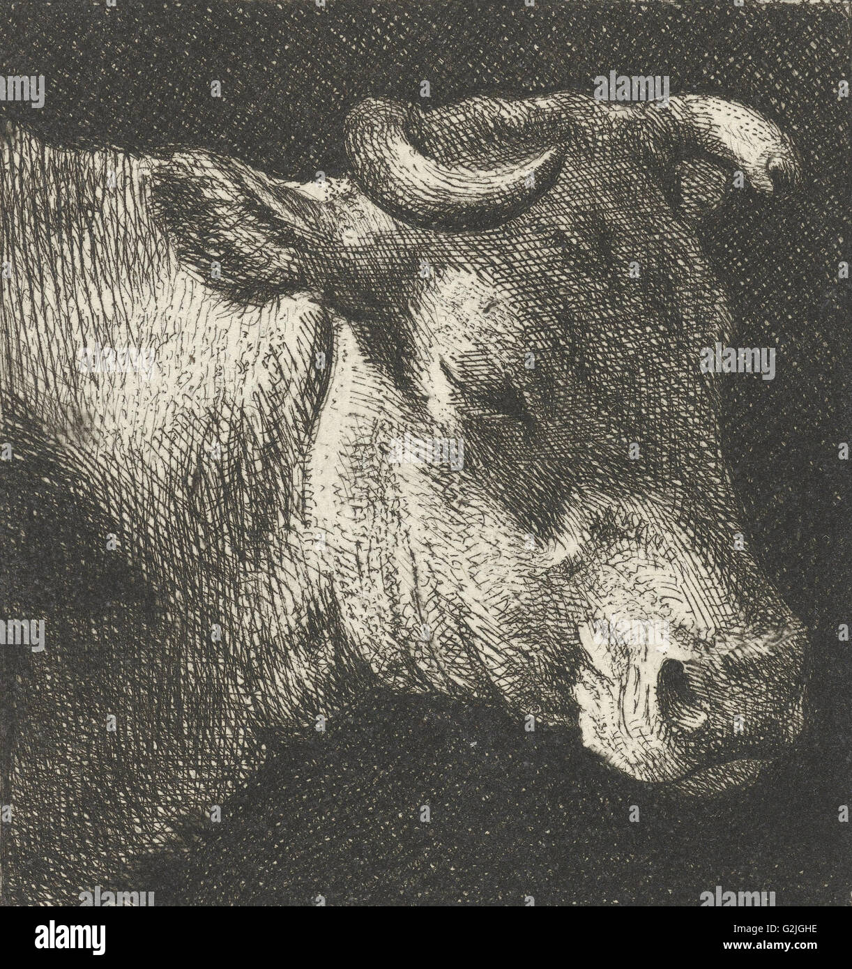 cow right, Simon Andreas Krausz, 1770 - 1825 Stock Photo - Alamy