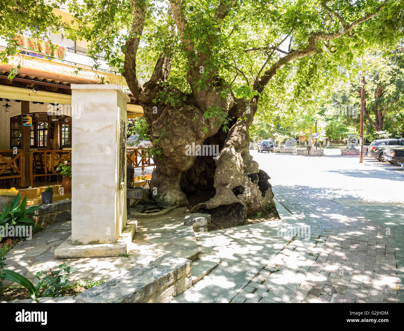Old Plane Tree Stock Photo - Alamy