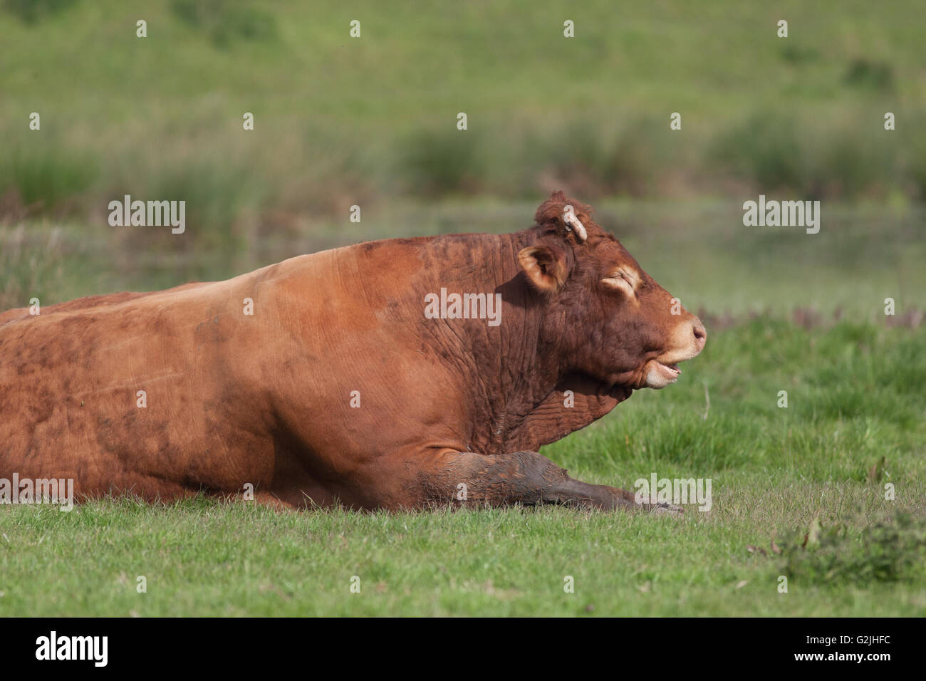 Large bull resting Stock Photo - Alamy