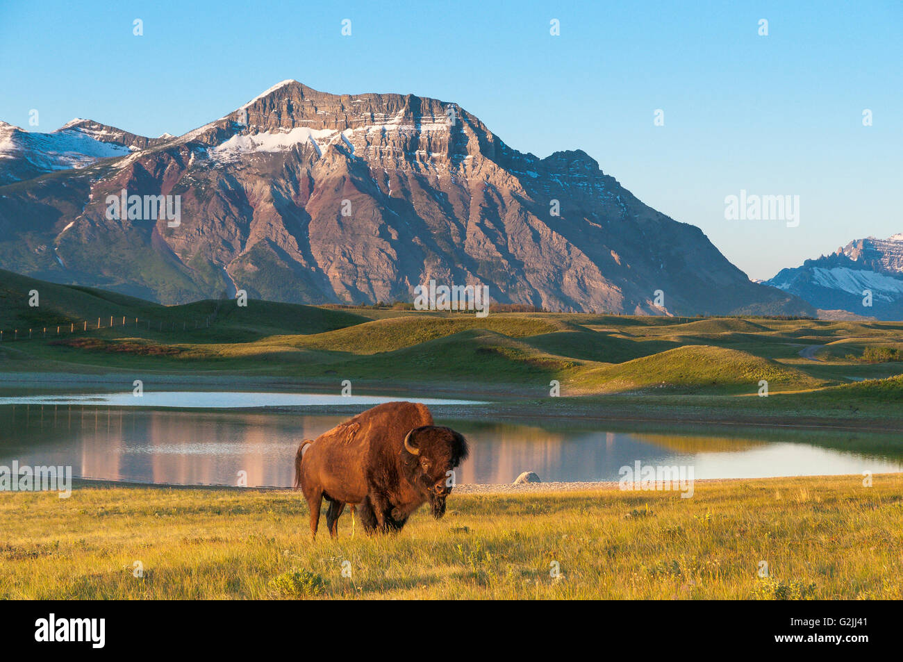 Plains Bison urinating (Bison bison) American Buffalo, Bison Paddock ...