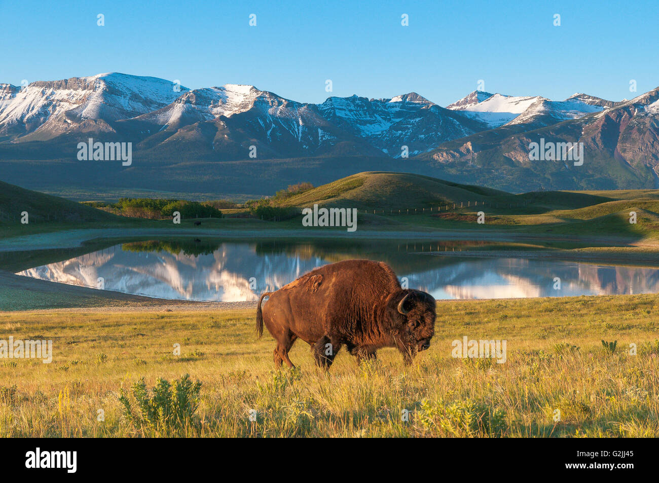 Waterton lakes national park buffalo hi-res stock photography and ...