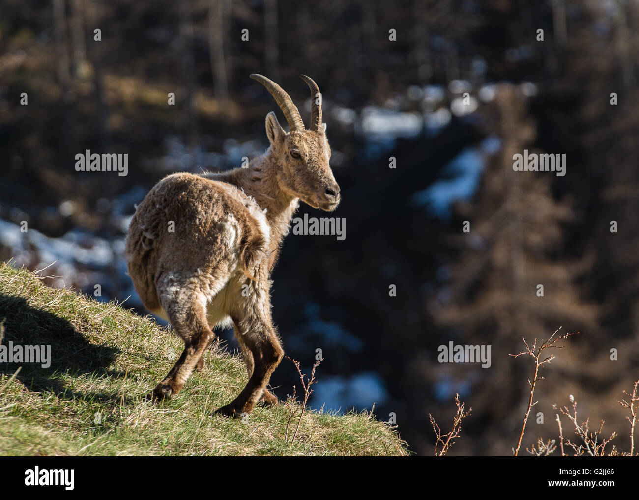 Cabra ibex hi-res stock photography and images - Alamy