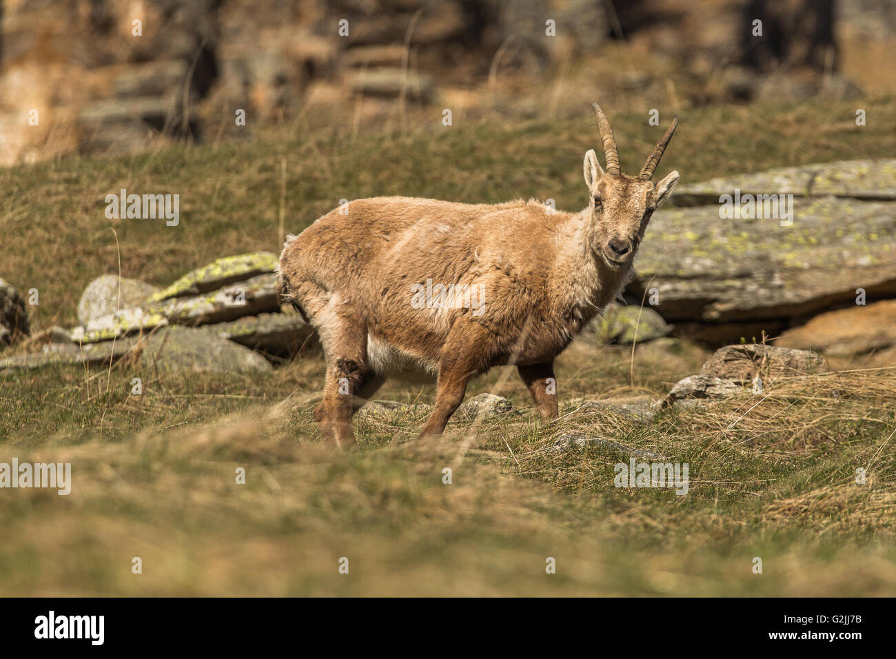 Cabra Ibex Wild Mountain Goat on the mountains of the Grand Paradis ...