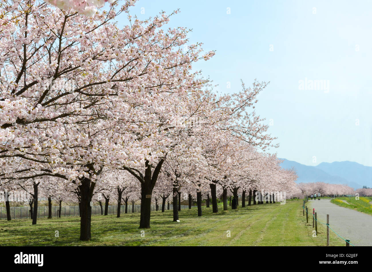 cherry blossom trees in line Stock Photo - Alamy
