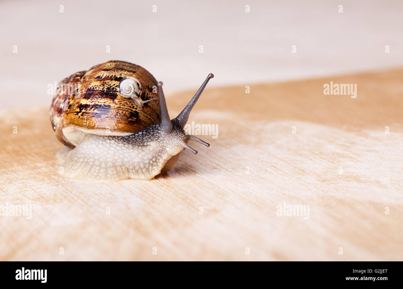 Black snail hi-res stock photography and images - Alamy
