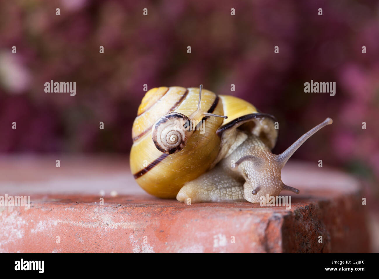 Black snail hi-res stock photography and images - Alamy