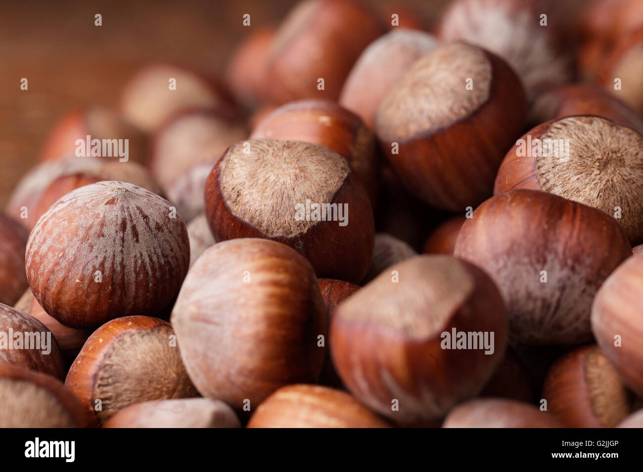 hazelnut hazelnuts hazel nut nuts corylus cobnut filbert nut filbert ...