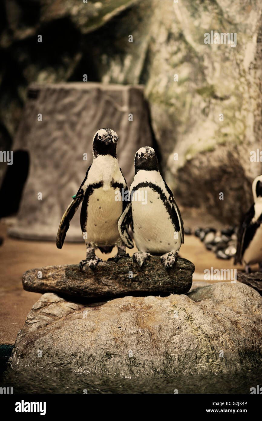 Two Penguins on Rock Stock Photo - Alamy