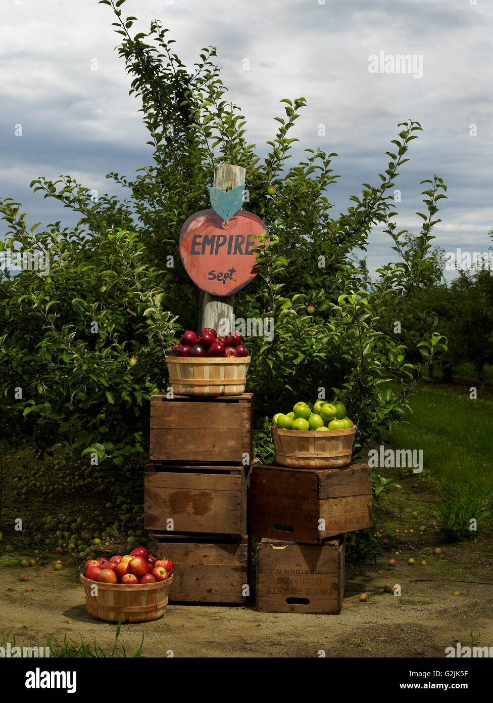 Orchard boxes apples hi-res stock photography and images - Alamy