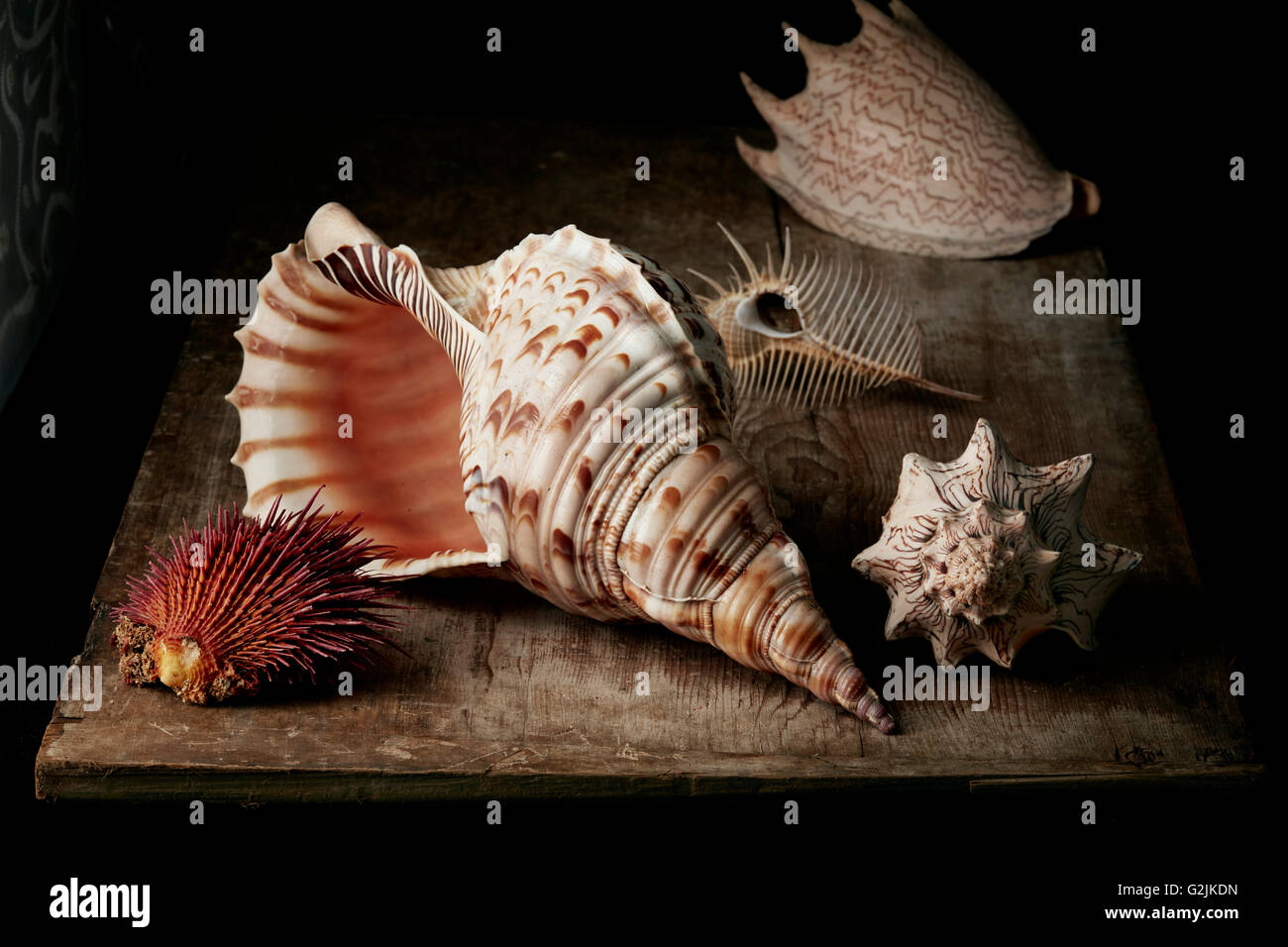 Assortment of conch shells hi-res stock photography and images - Alamy
