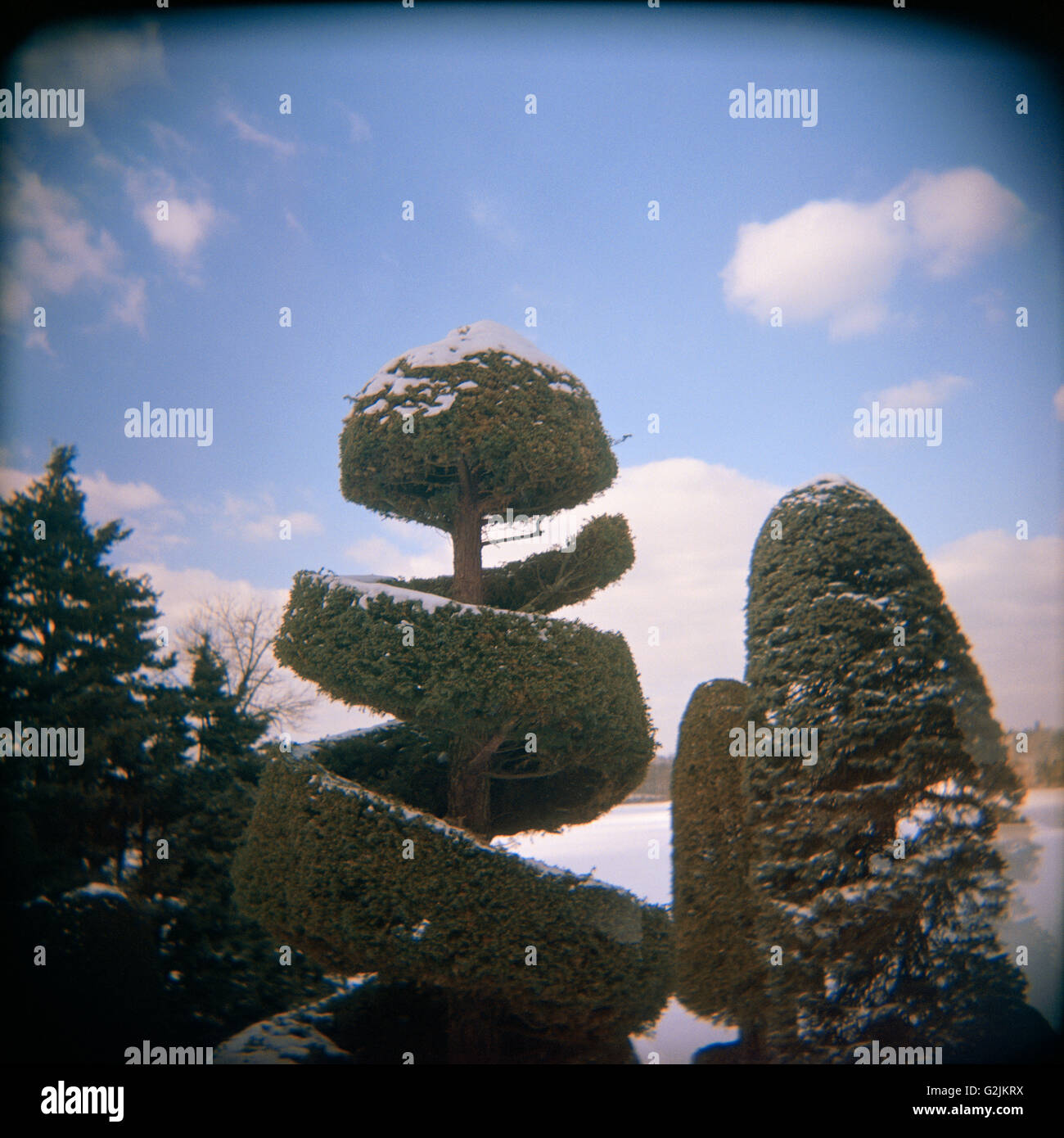 Spiral topiary trees hi-res stock photography and images - Alamy