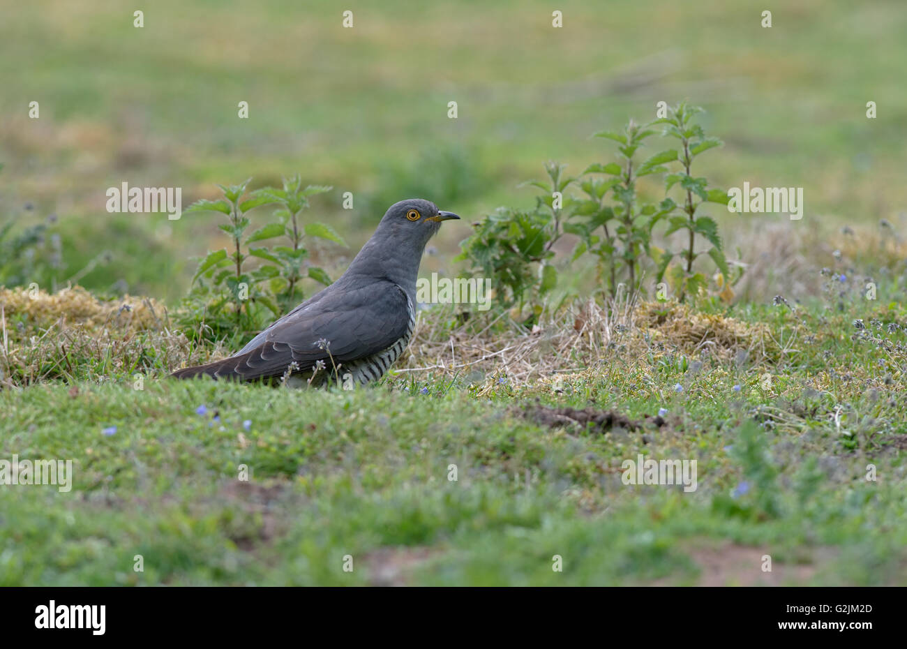 Male Cuckoo-Cuculus canorus on ground. Spring. Uk Stock Photo - Alamy