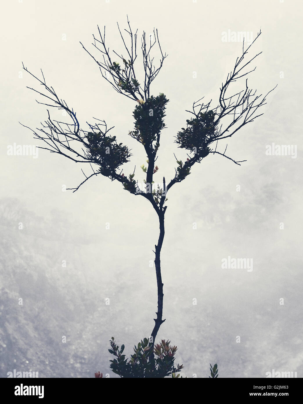 Broken heart tree hi-res stock photography and images - Alamy