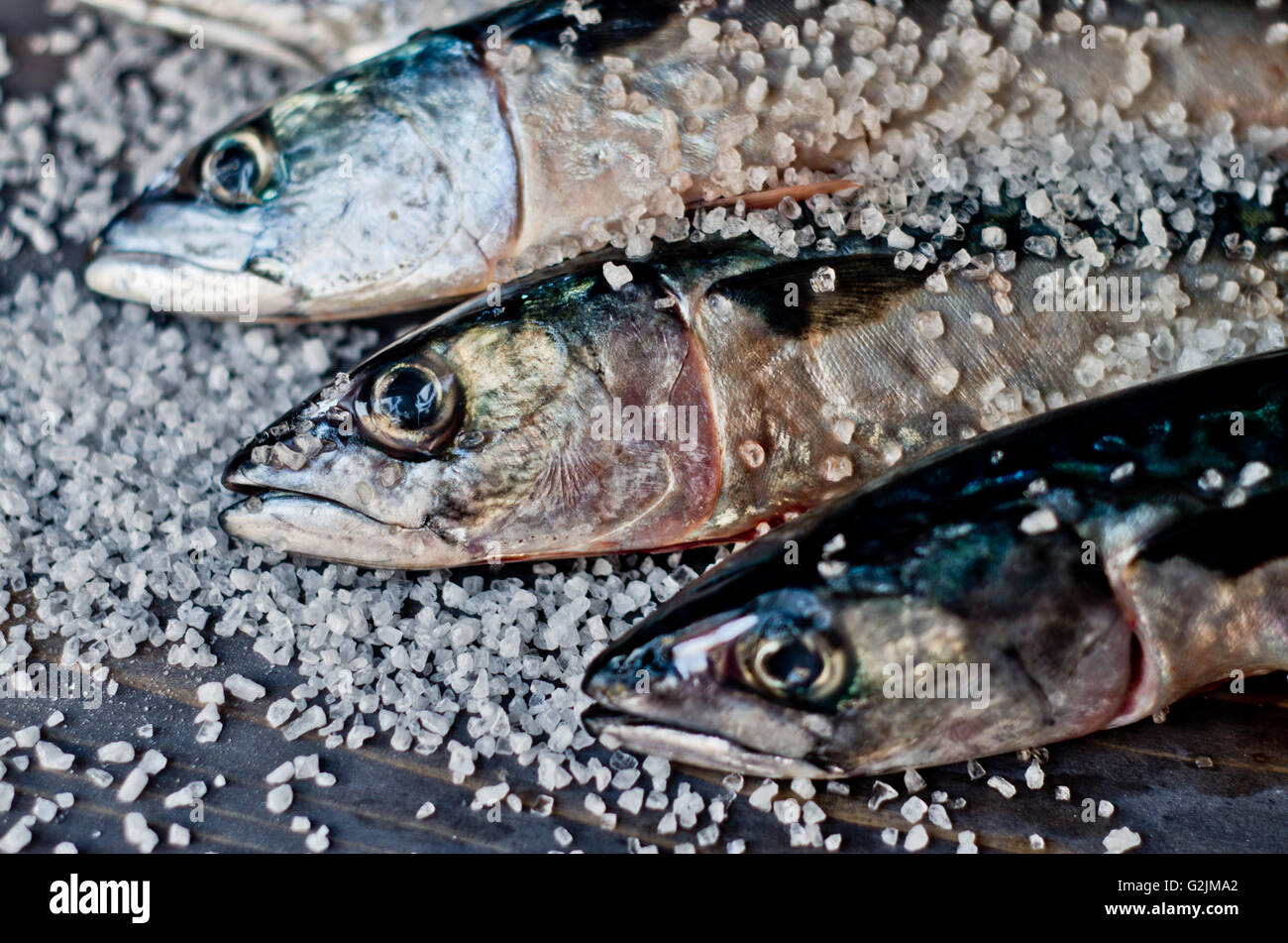 blue fish freshly caught great for a healthy diet ready to be cooked ...