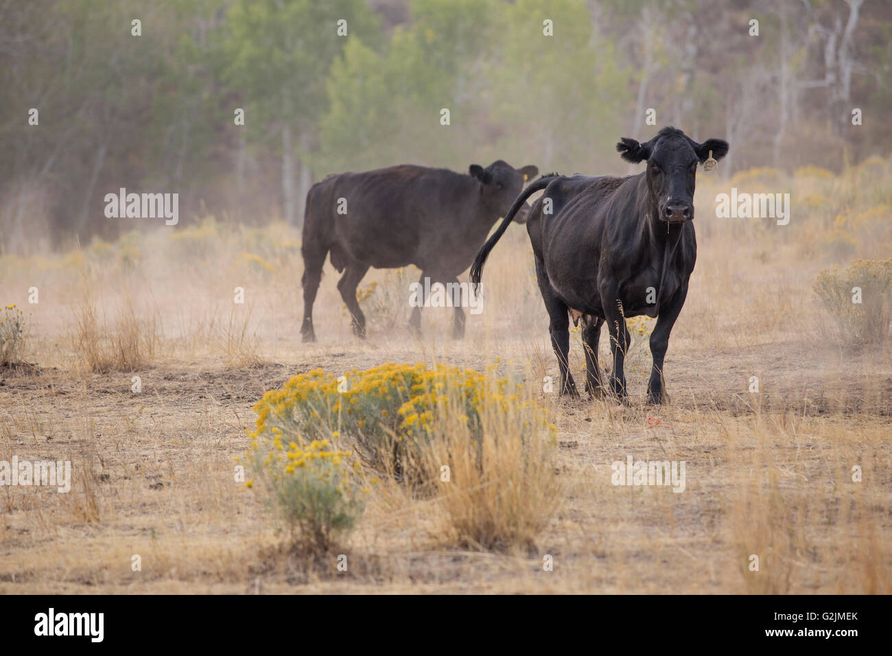 Cattle ranch, herding, cattle drive in Nevada Stock Photo - Alamy