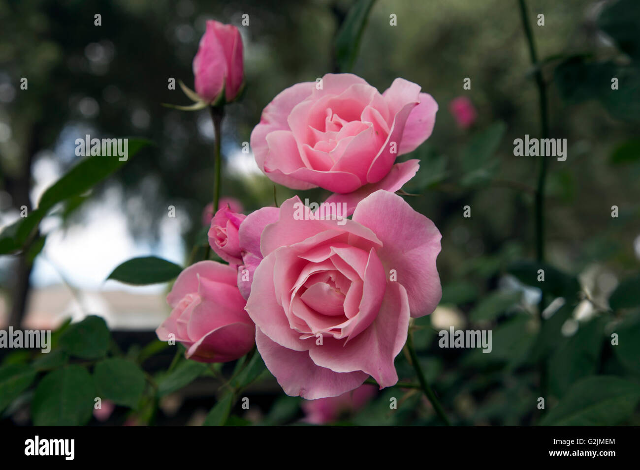 Beautiful roses at a state park Stock Photo - Alamy