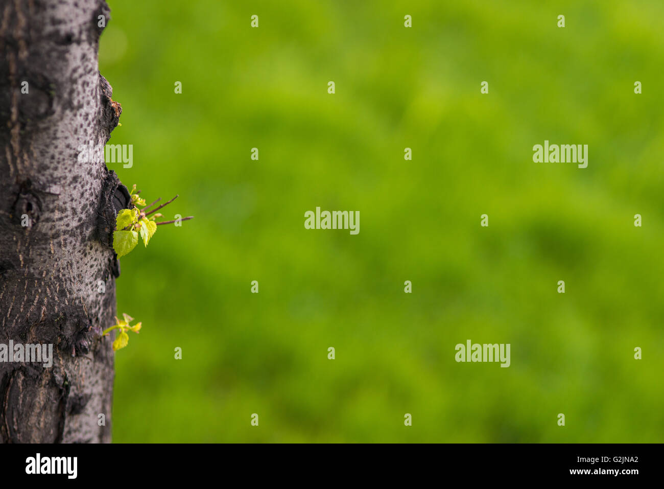 Abstract sunny spring summer background with trunk and sprout with ...