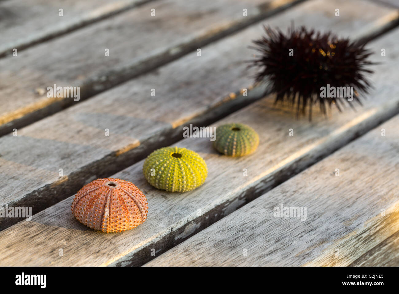 Colorful sea urchin shells on wood background. An orange and green sea ...