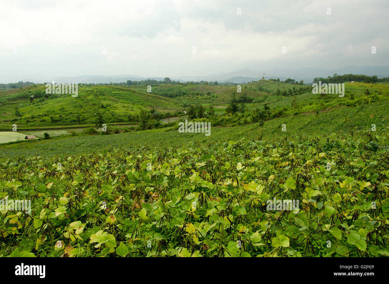 field beans and corn comprehensive Stock Photo - Alamy