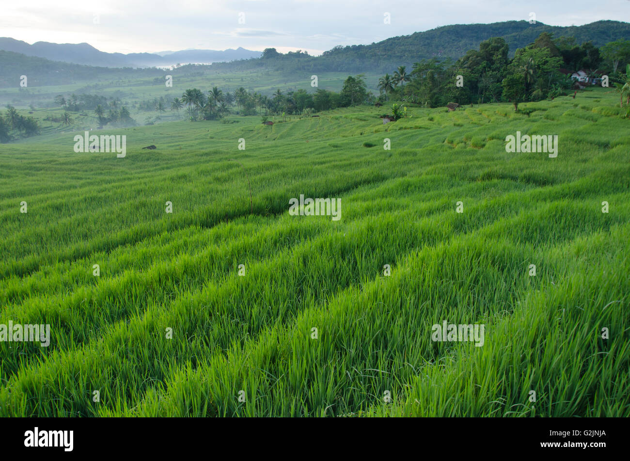 rice field that is wide enough in panawangan Stock Photo - Alamy