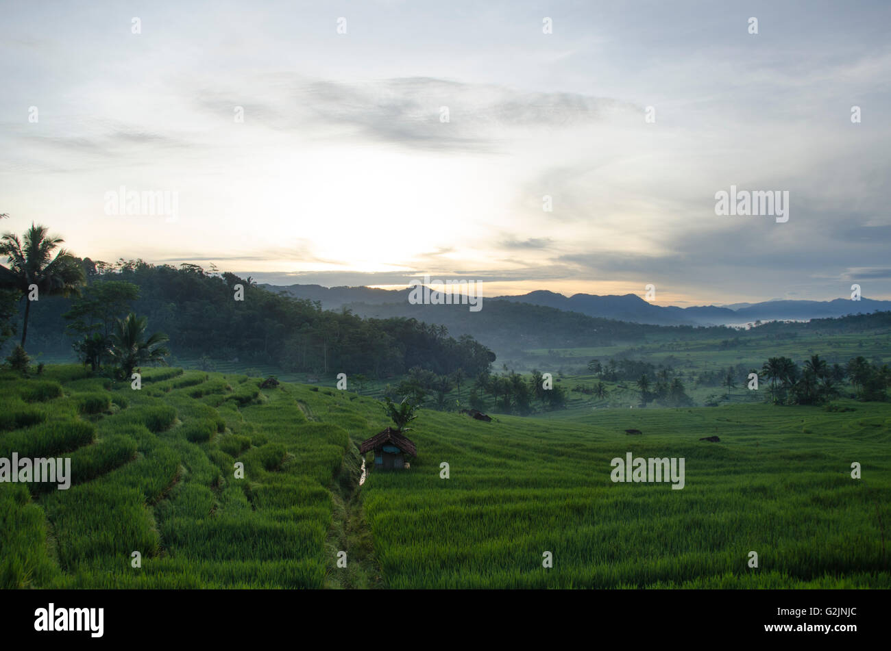 Wide rice fields hi-res stock photography and images - Alamy