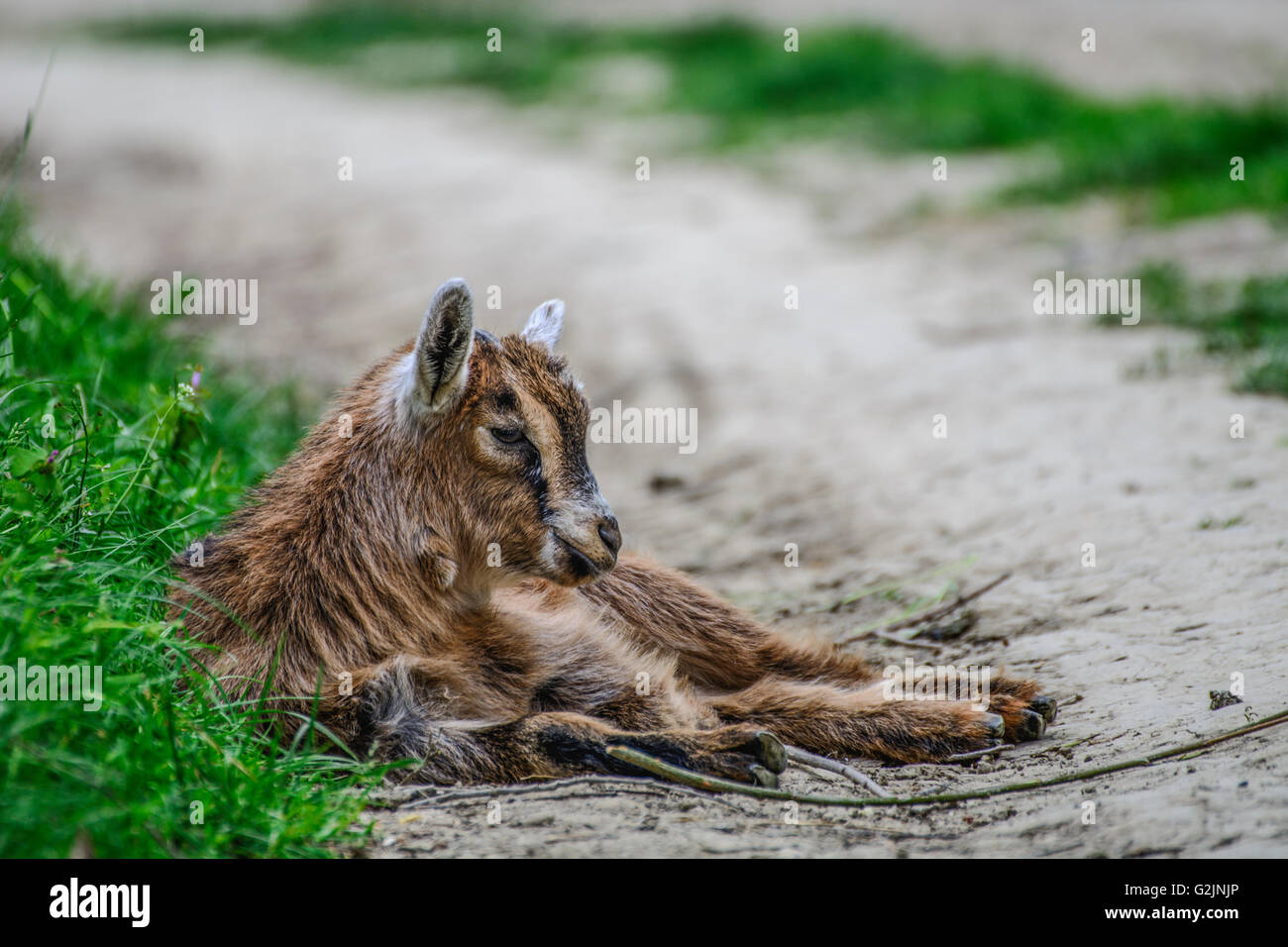 Baby goat resting Stock Photo - Alamy