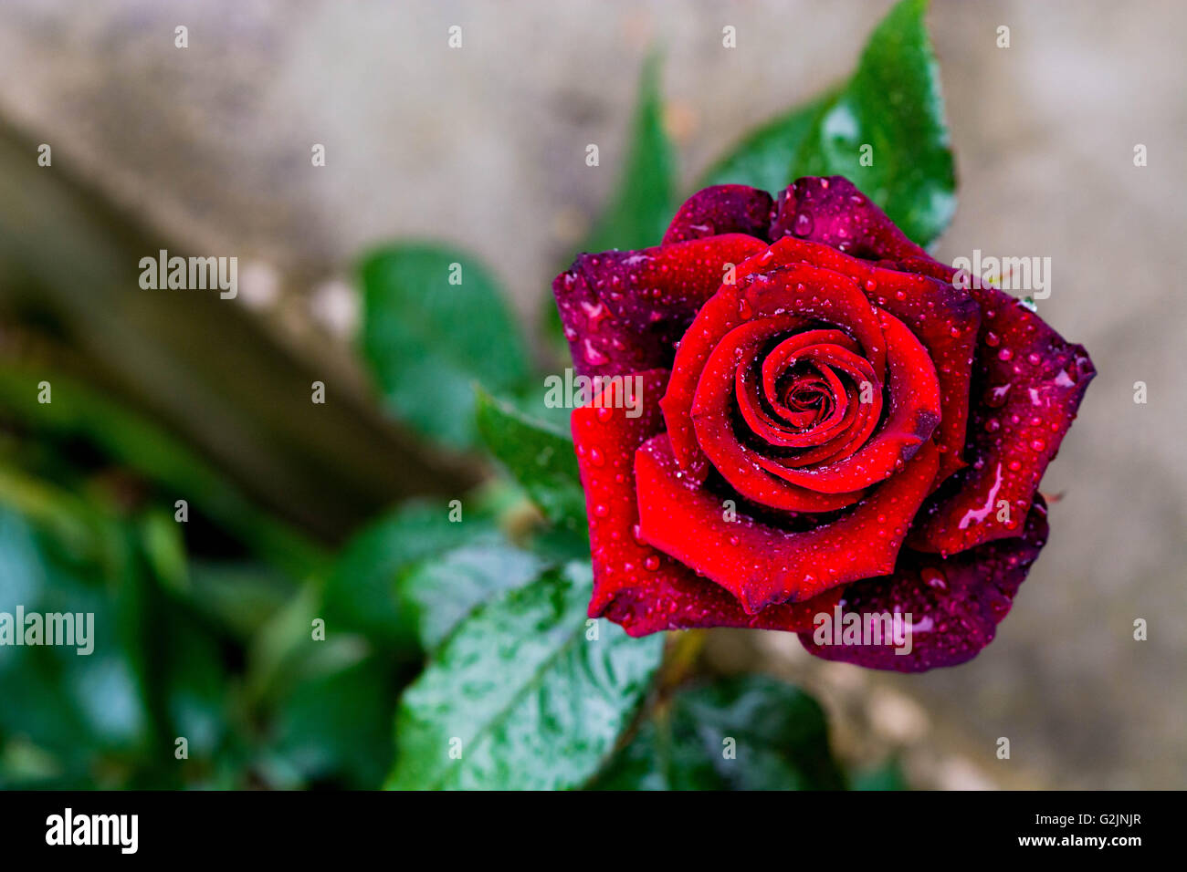 Red rose after rain Stock Photo - Alamy