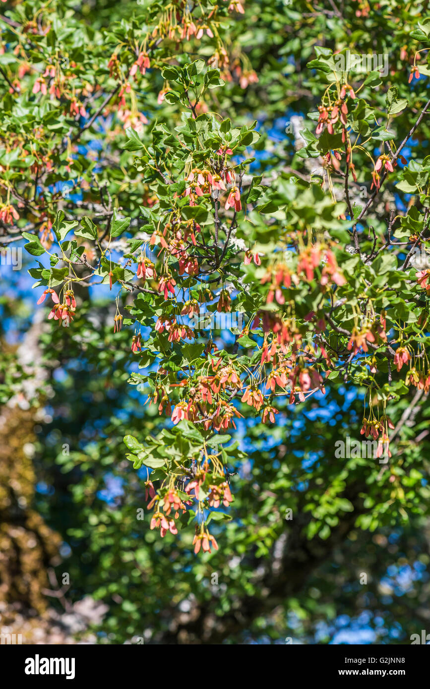 Erable de Montpellier Stock Photo - Alamy