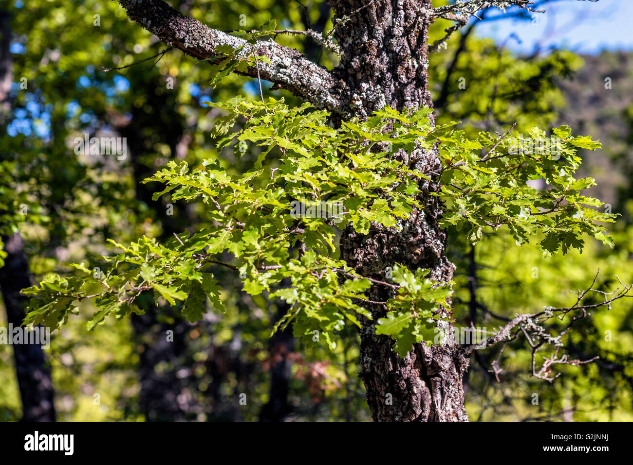 Feuille de chêne pubescent Stock Photo - Alamy
